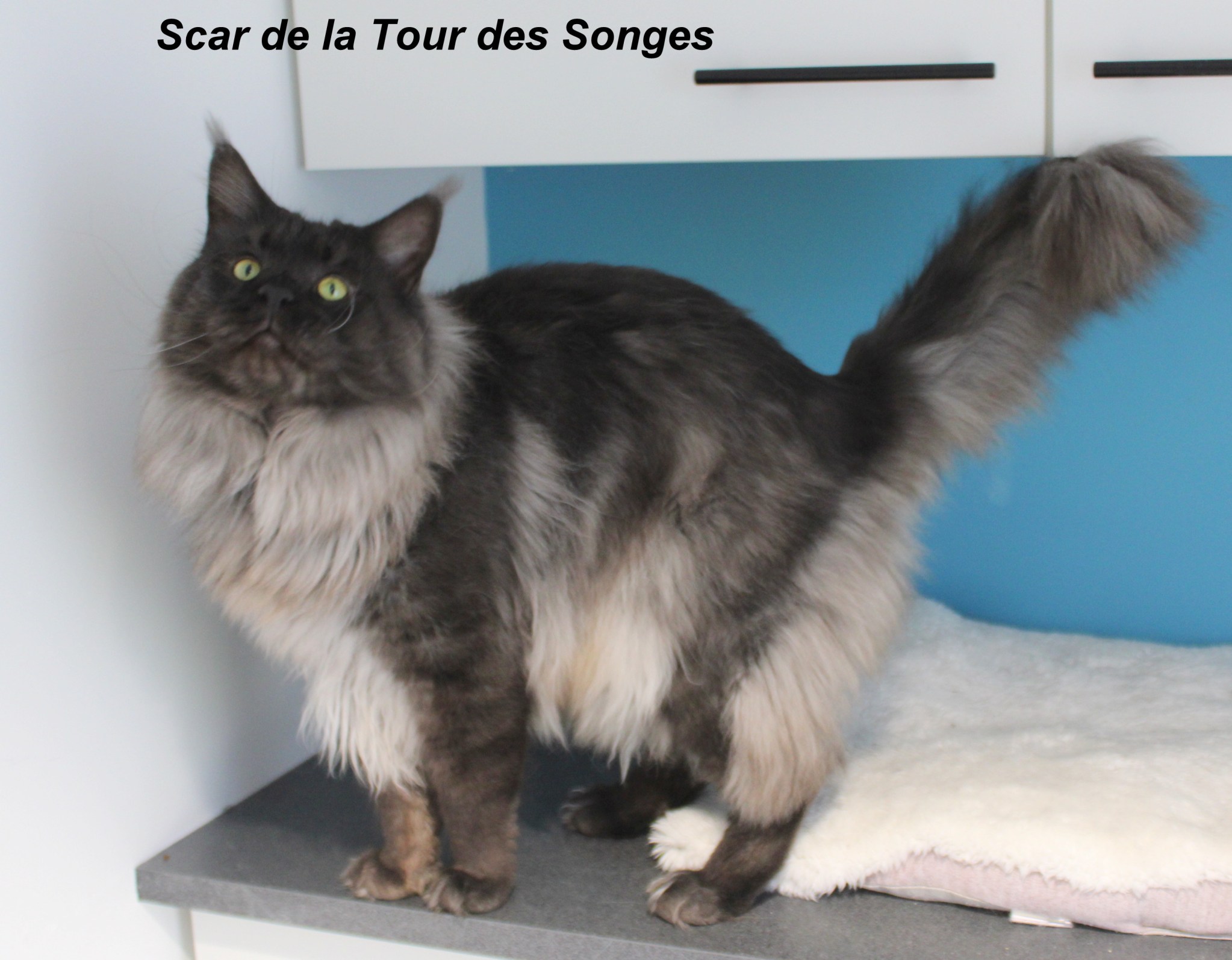 Élevage de Maine Coon LOOF Landes – Chatterie du Clos d'Hypérion